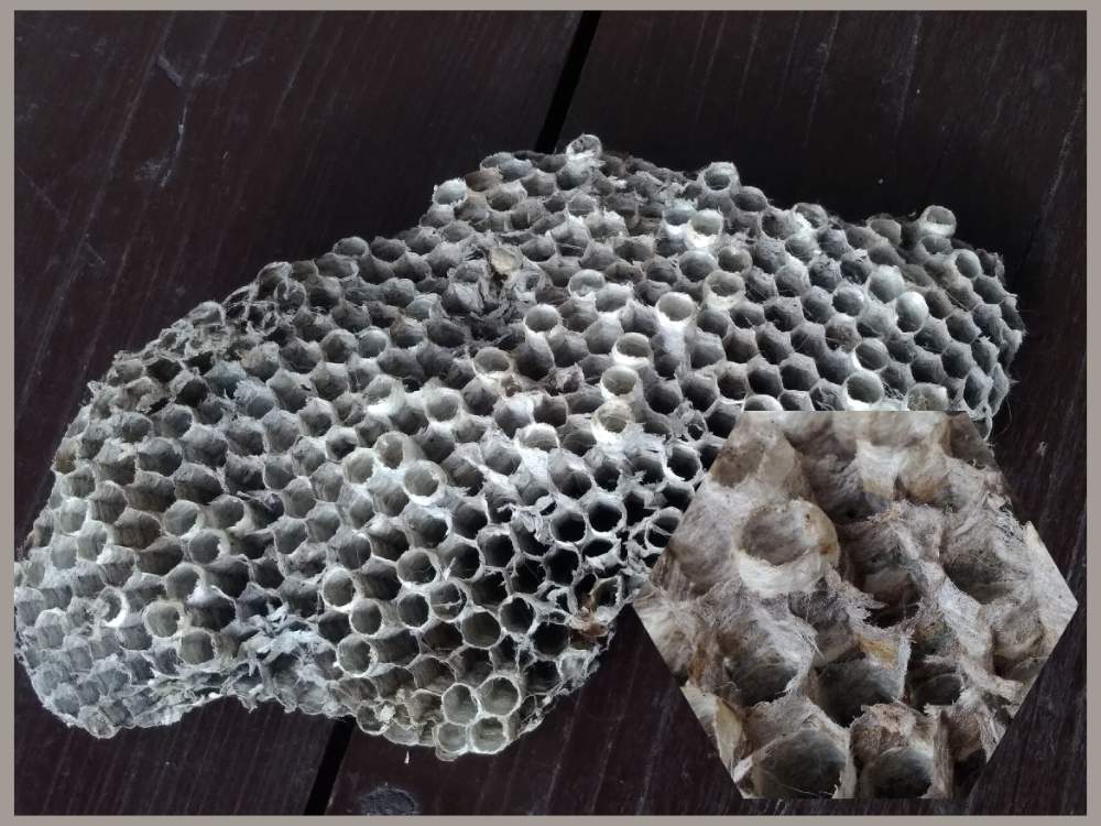 Solve Nest of European paper wasp - Hnízdo Vosíka francouzského jigsaw ...