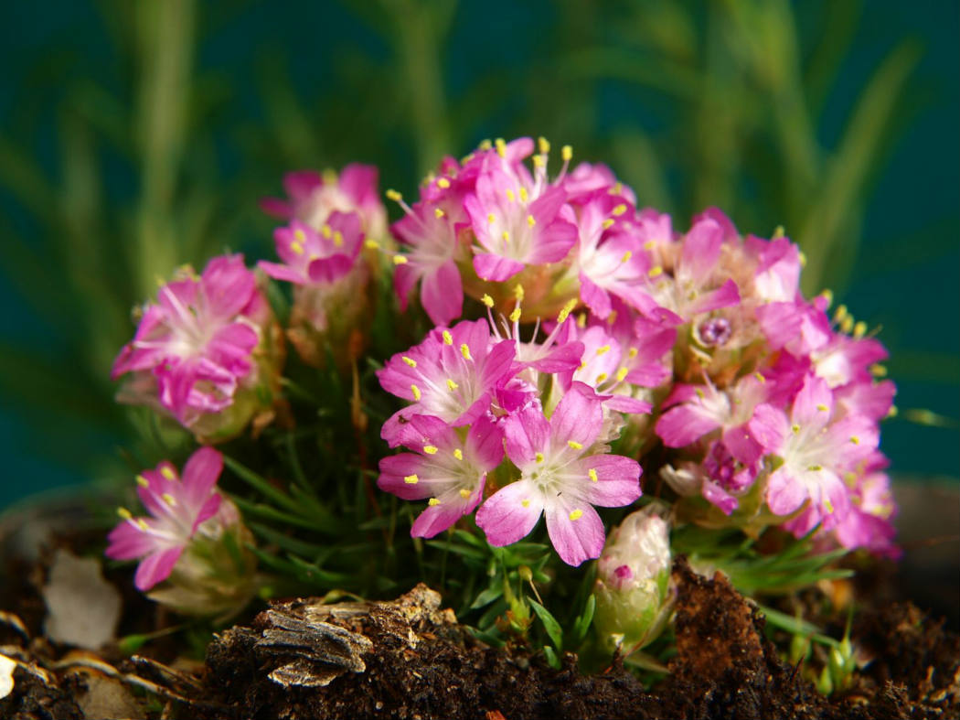 Solve Flowering jigsaw puzzle online with 30 pieces