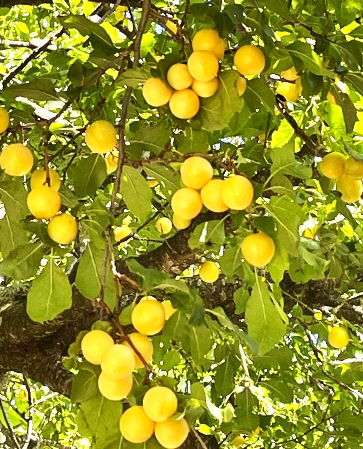 Solve Lemon Tree, Tauze, France jigsaw puzzle online with 63 pieces