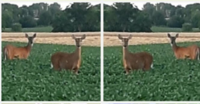 Solve 2 deer in mirror image jigsaw puzzle online with 66 pieces