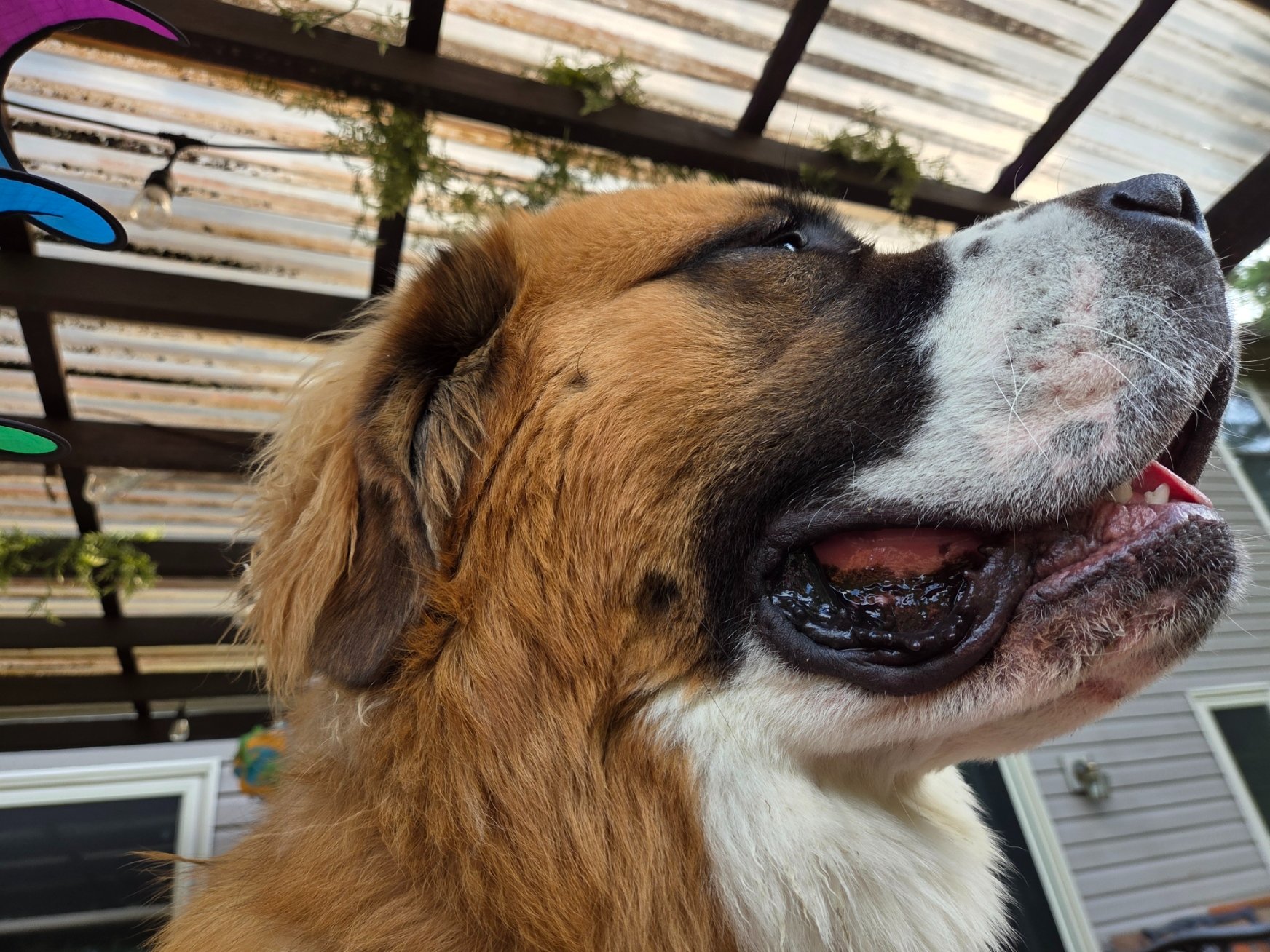 Jigsaw Puzzle | 594 pieces | HUGO, St. Bernard | Jigidi