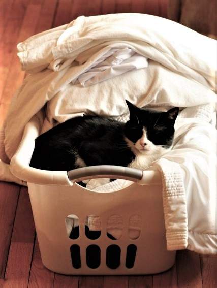 Solve Laundry assistant jigsaw puzzle online with 35 pieces