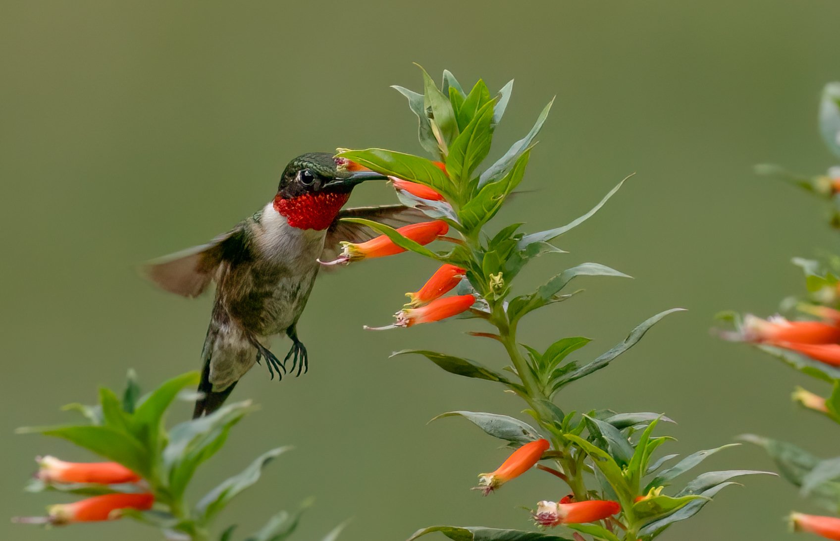 Solve Male Ruby-throated Hummingbird on a firecracker plant. jigsaw puzzle online with 77 pieces