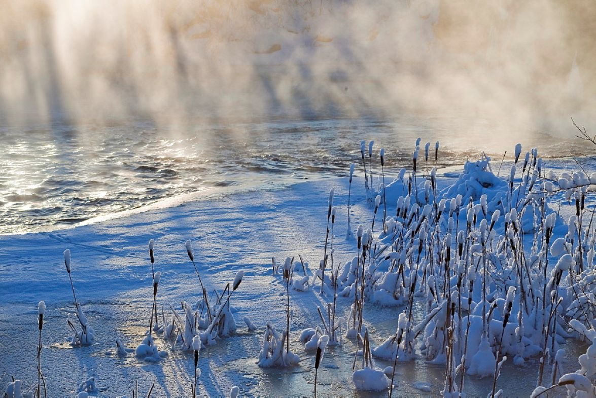 Solve Cattails in Winter jigsaw puzzle online with 77 pieces