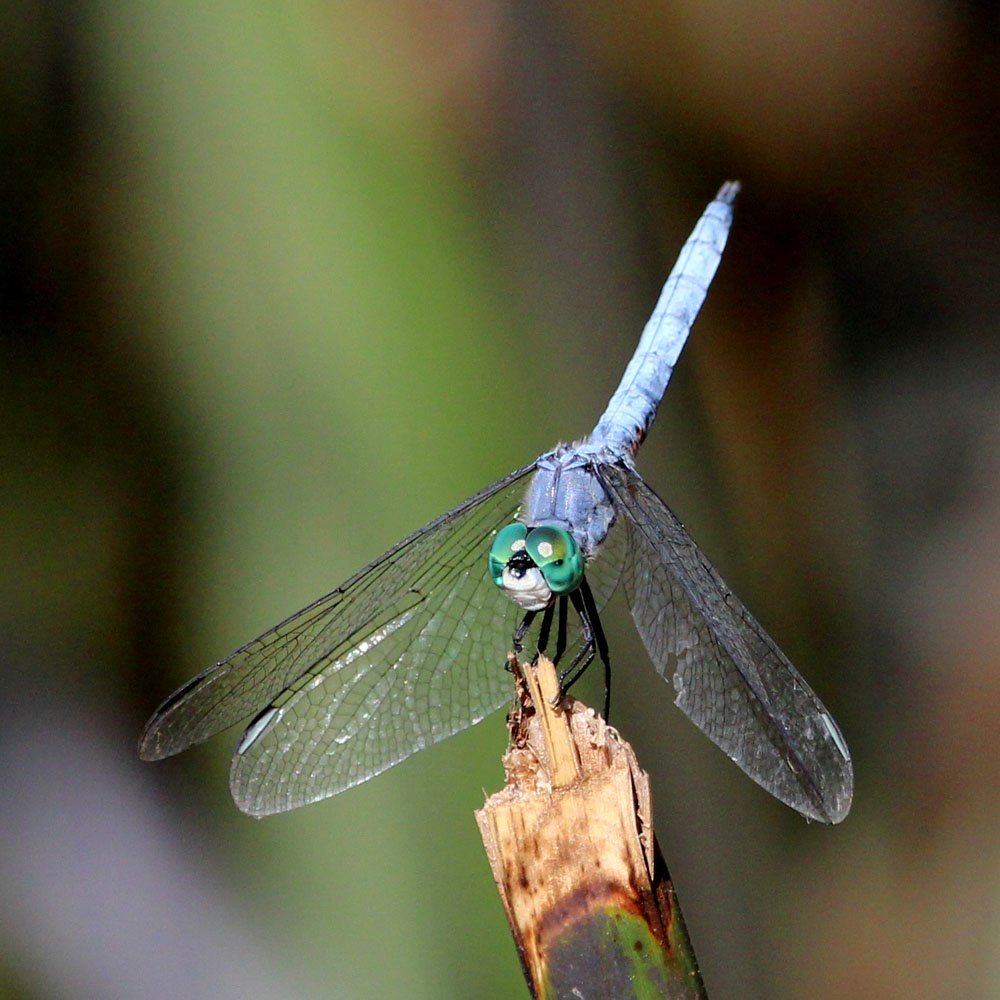 Solve Blue Dasher Dragonfly, Discovery Lake, San Marcos, California ...