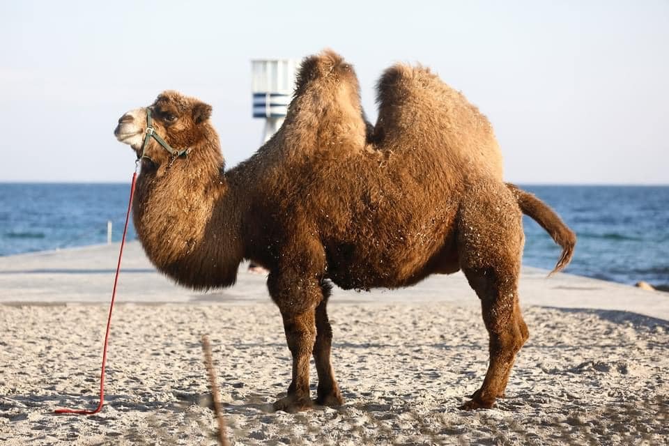 Solve Abu jigsaw puzzle online with 70 pieces