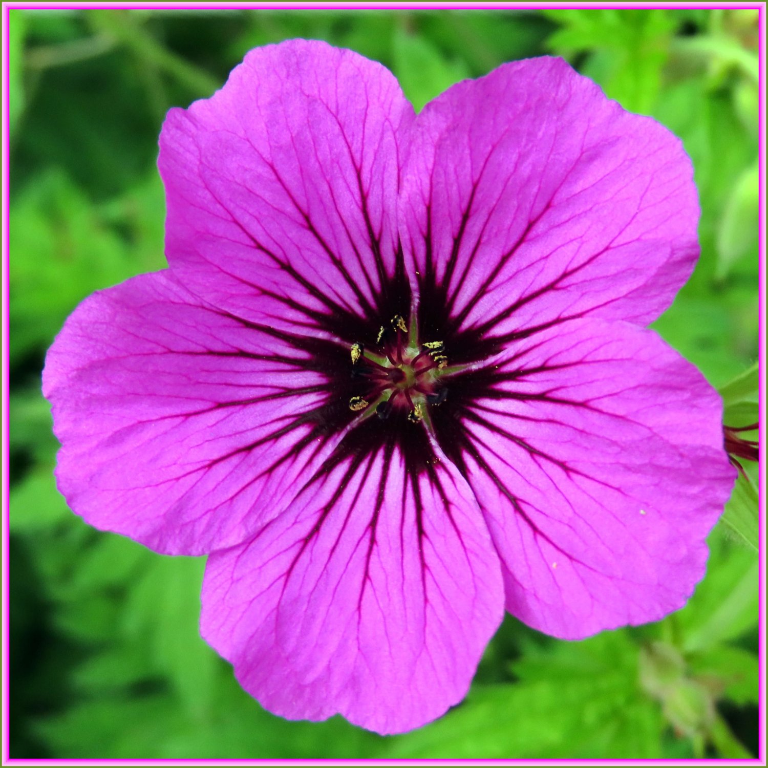 Solve Geranium jigsaw puzzle online with 144 pieces