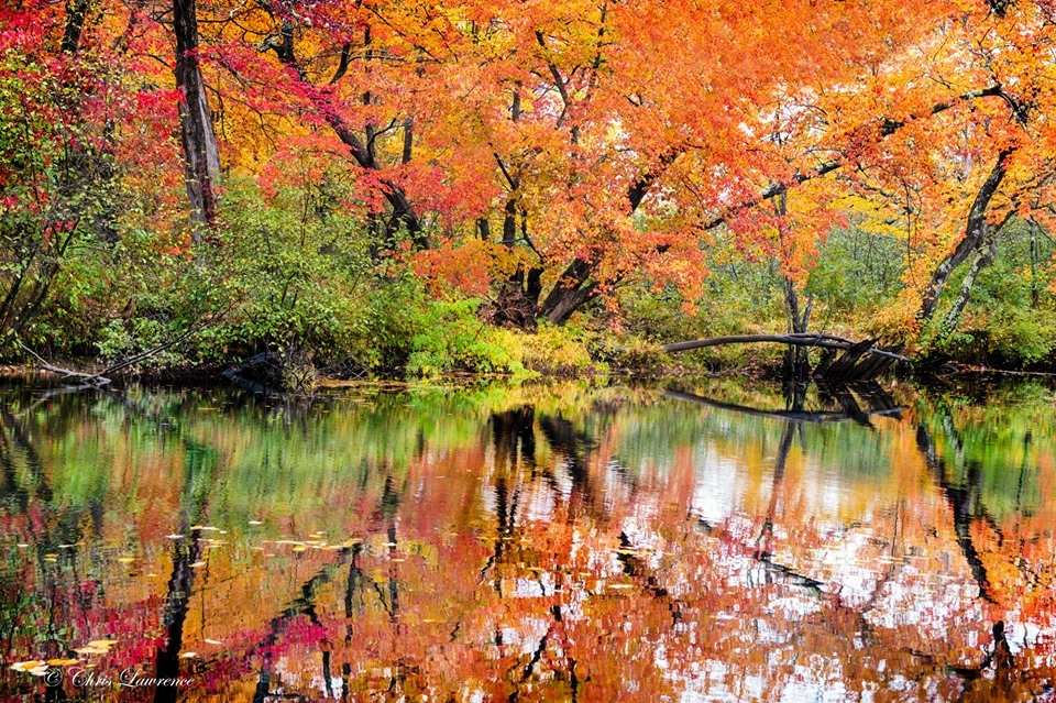 Solve Autumn reflections jigsaw puzzle online with 176 pieces
