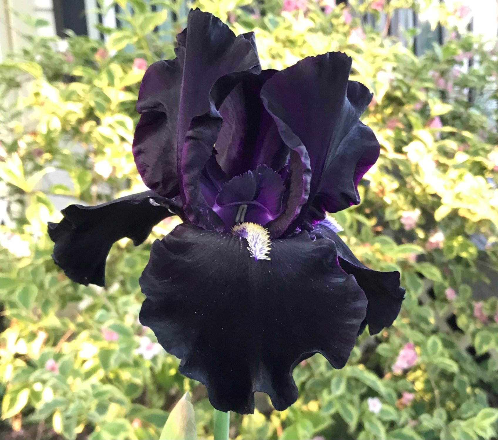 Solve Dark Iris View 2 (challenge) jigsaw puzzle online with 323 pieces