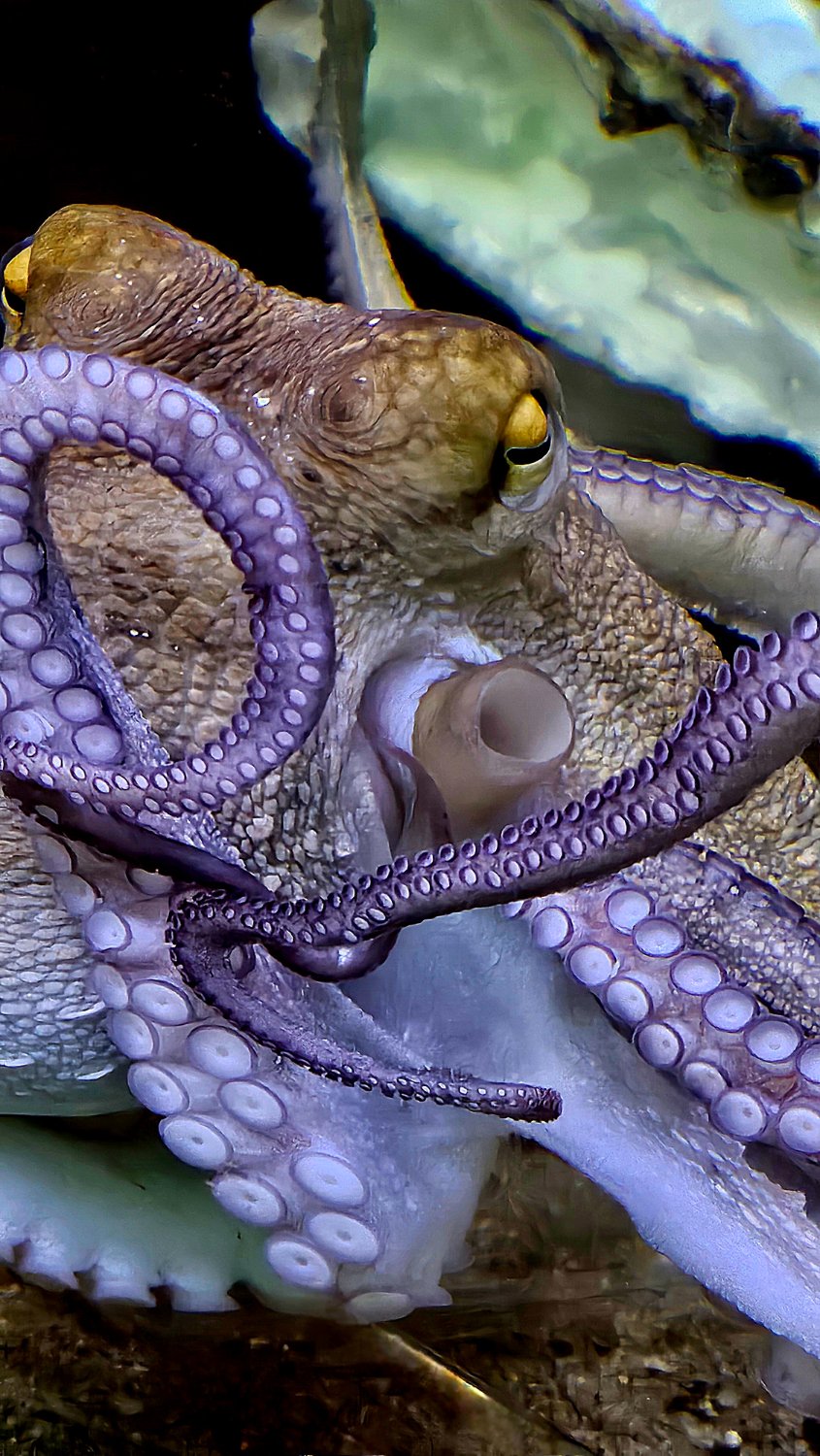 Solve Octopus looking at you jigsaw puzzle online with 405 pieces