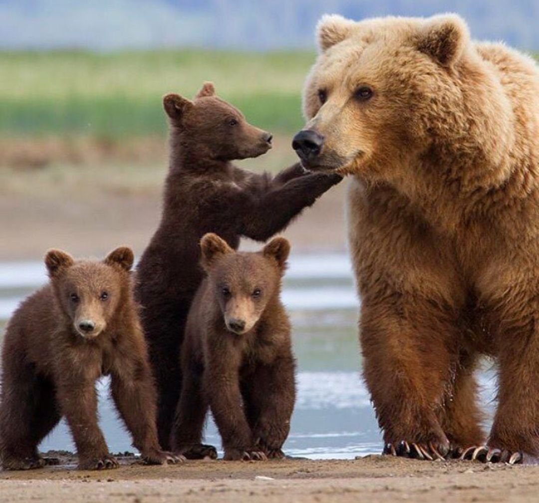 Solve Mom and triplets jigsaw puzzle online with 36 pieces