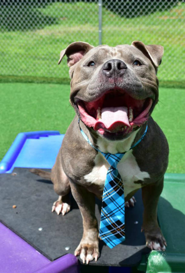 Solve smile jigsaw puzzle online with 35 pieces