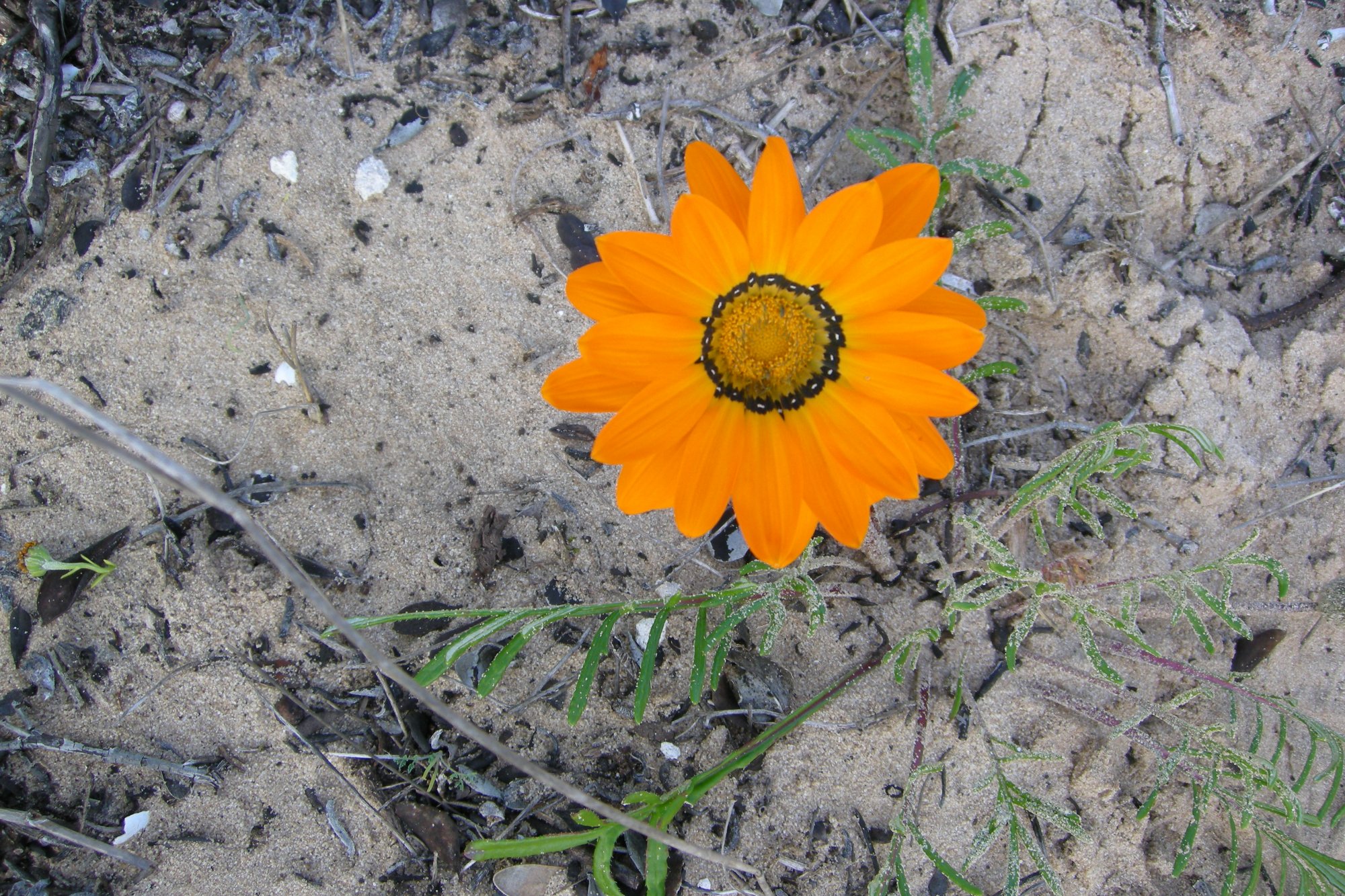 Solve Gazania pectinata jigsaw puzzle online with 198 pieces