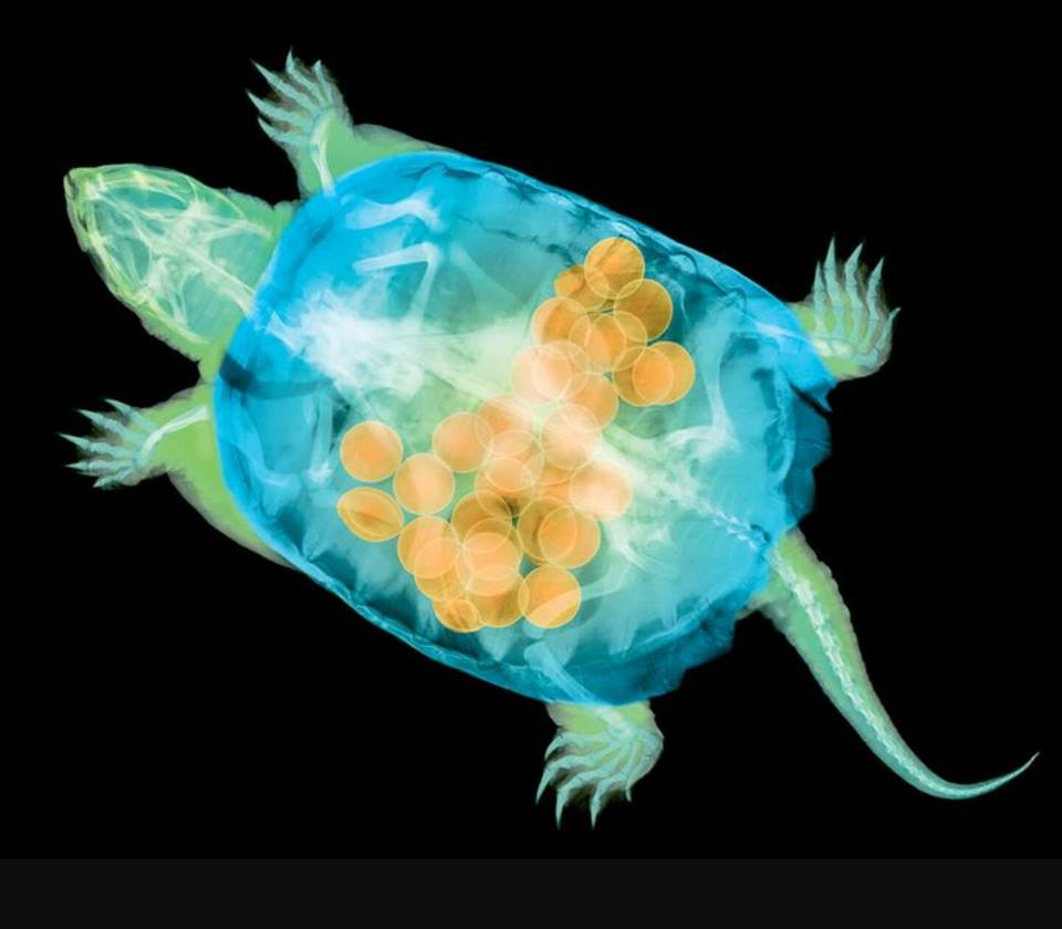 Solve Common snapper with eggs jigsaw puzzle online with 156 pieces