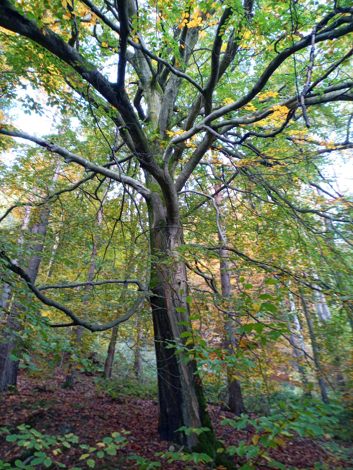 Solve Bad Schlema - Tree jigsaw puzzle online with 48 pieces