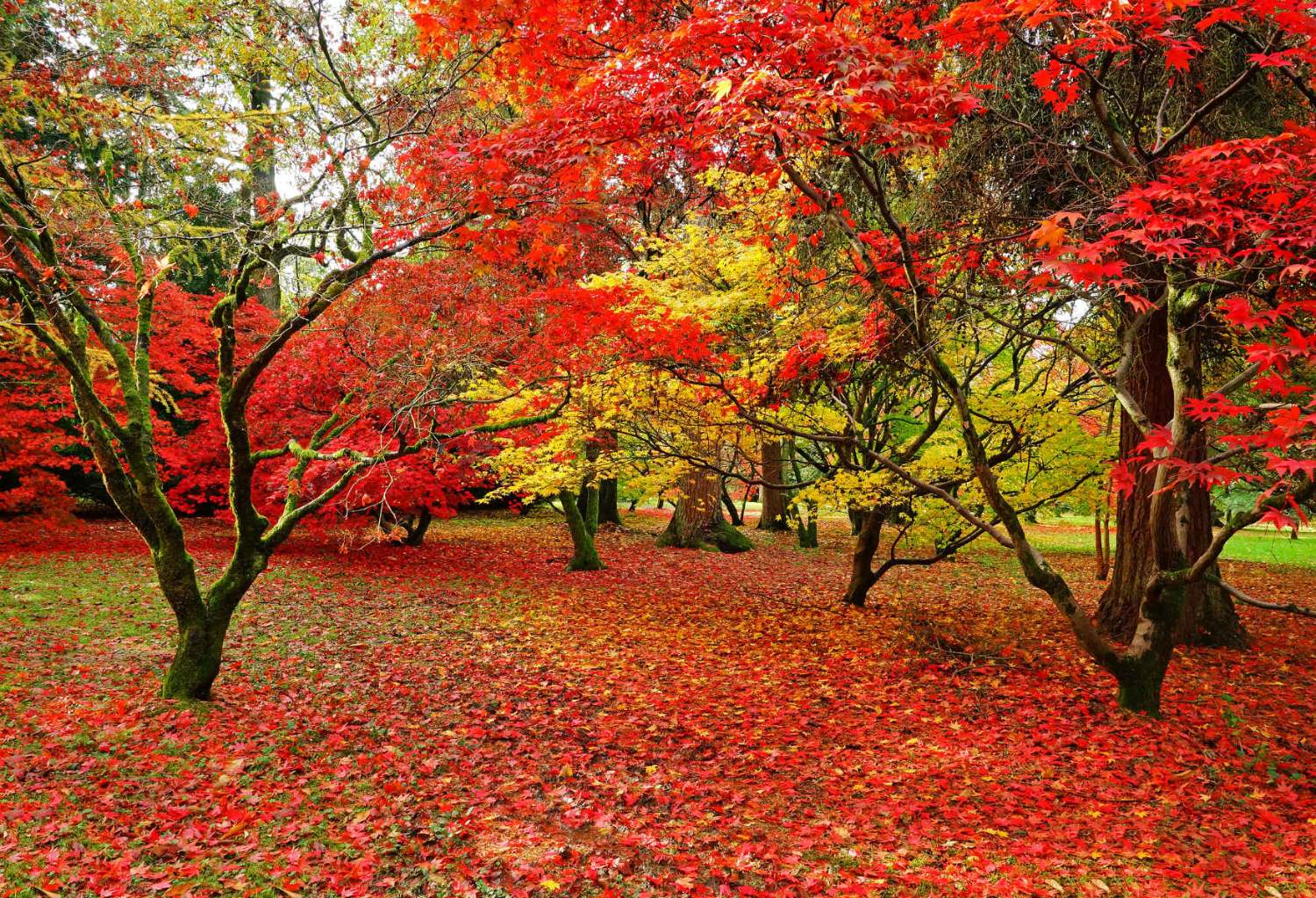 Solve Westonbirt Arboretum, Nottingham jigsaw puzzle online with 96 pieces