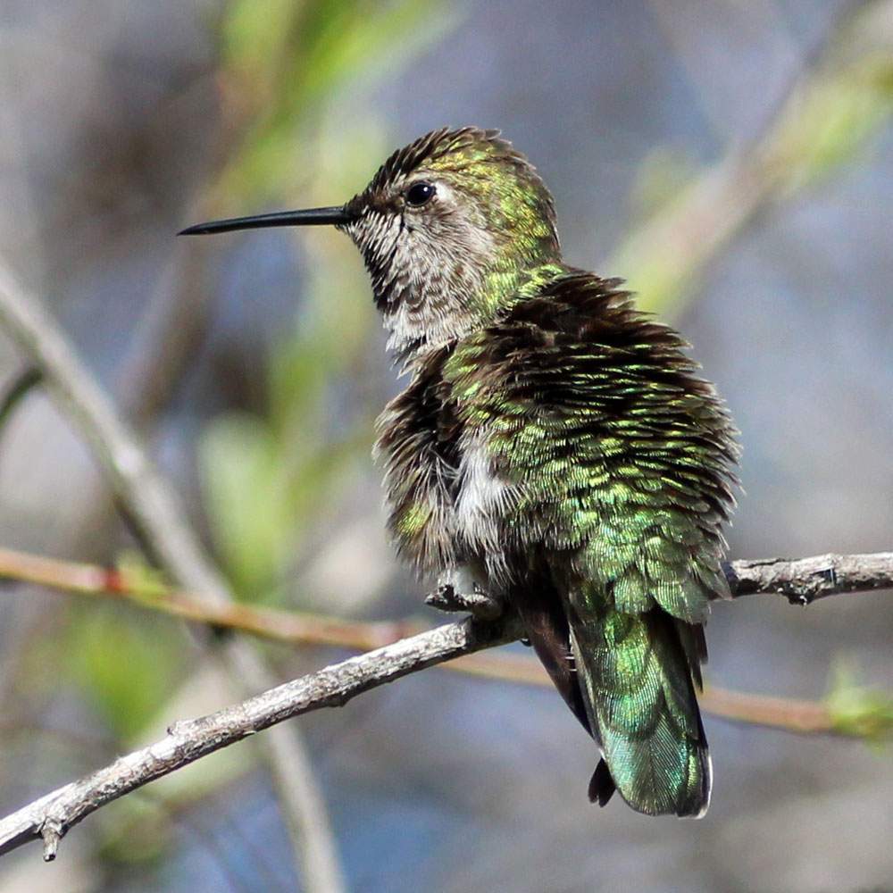 Solve Anna's Hummingbird, Famosa Slough, San Diego, California jigsaw ...