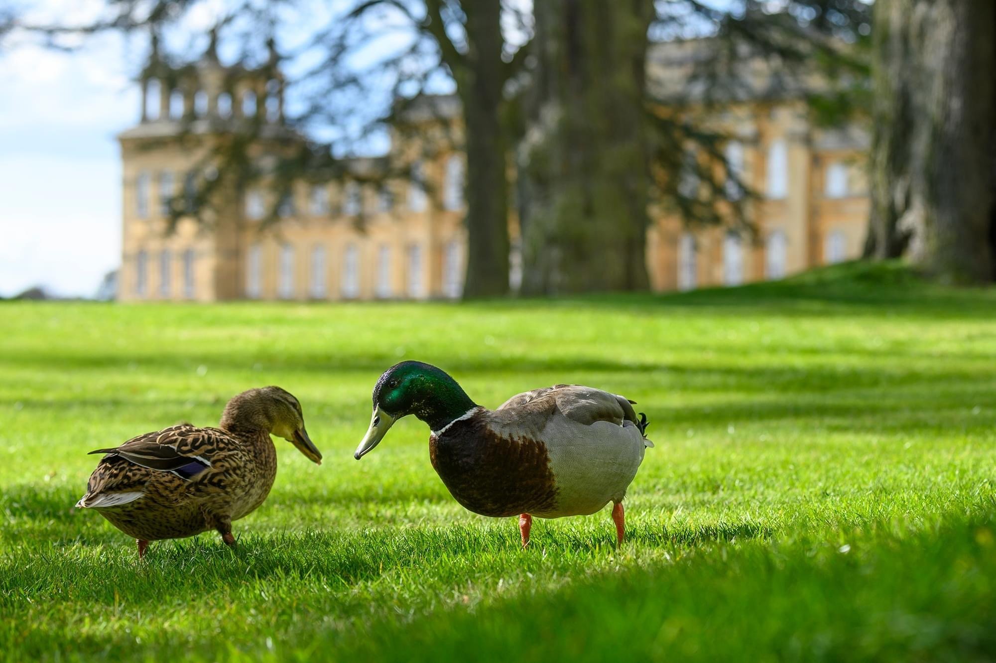 Solve Ducks jigsaw puzzle online with 70 pieces