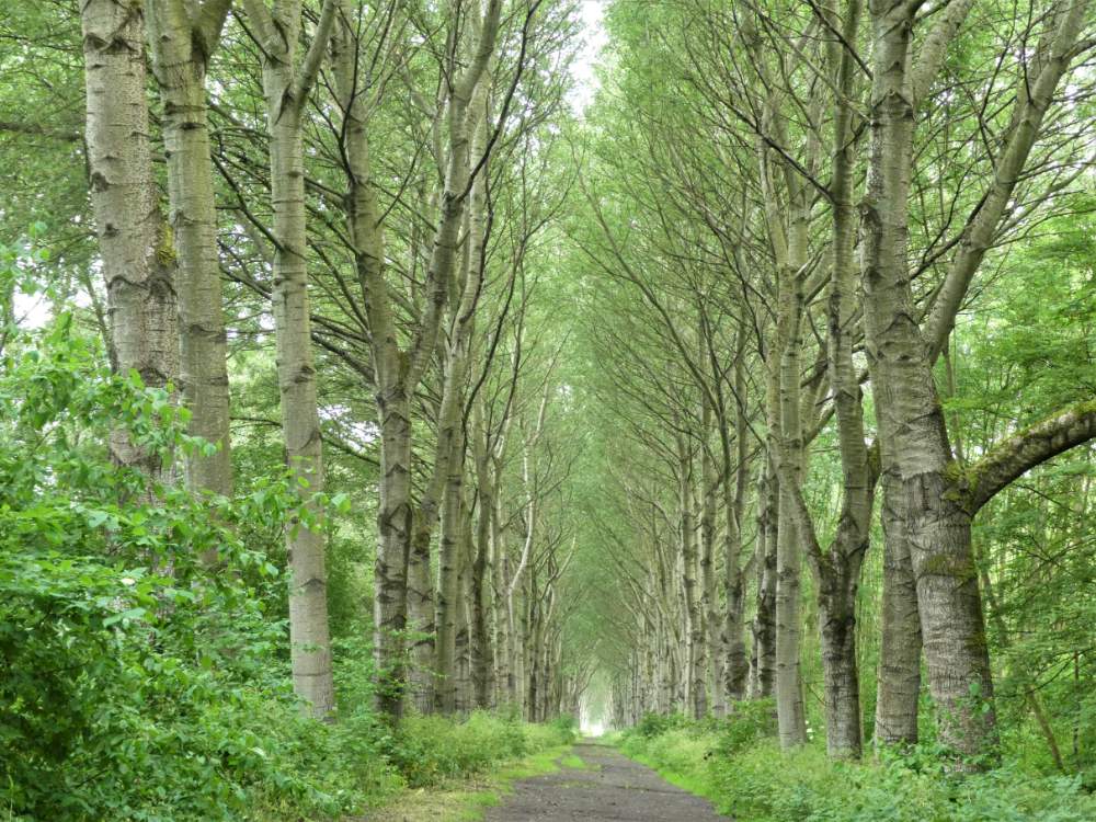 Solve A lane of Abel trees (Abelen), in Annabos, Rockanje jigsaw puzzle ...