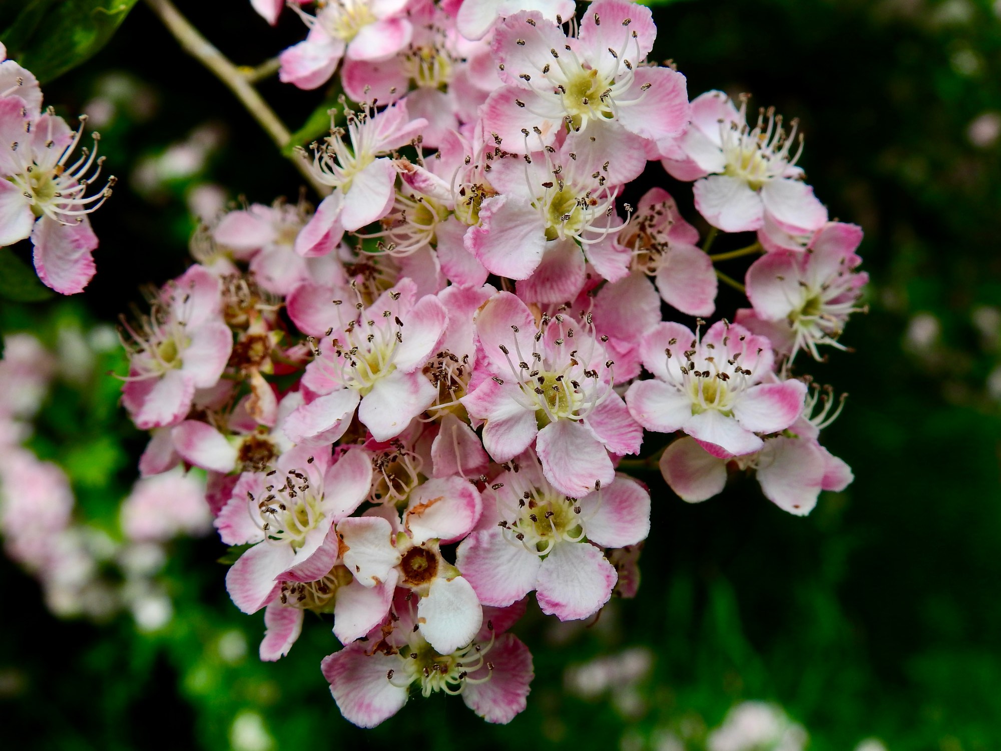 Solve Plnk Hawthorn jigsaw puzzle online with 99 pieces