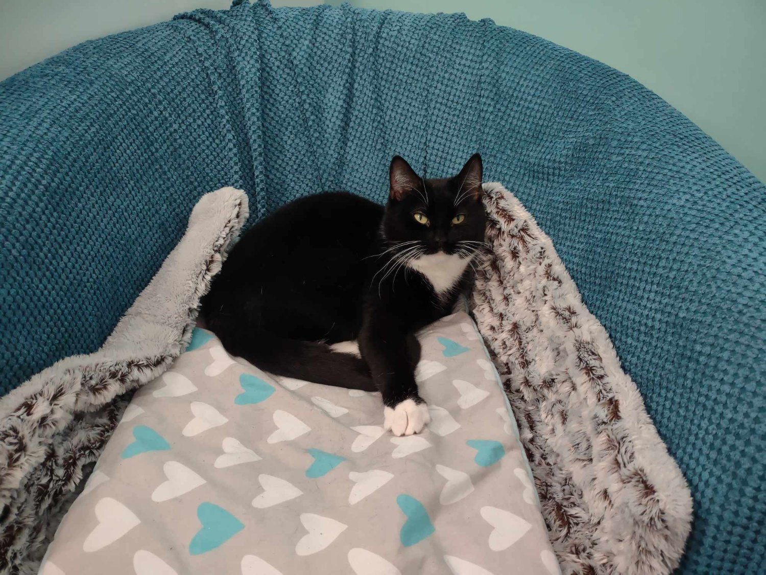 Solve Roxie 626 - You may kiss the royal paw jigsaw puzzle online with ...