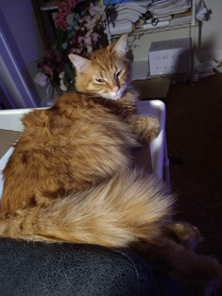 Solve Toe: Is This a Tail Shot? jigsaw puzzle online with 48 pieces