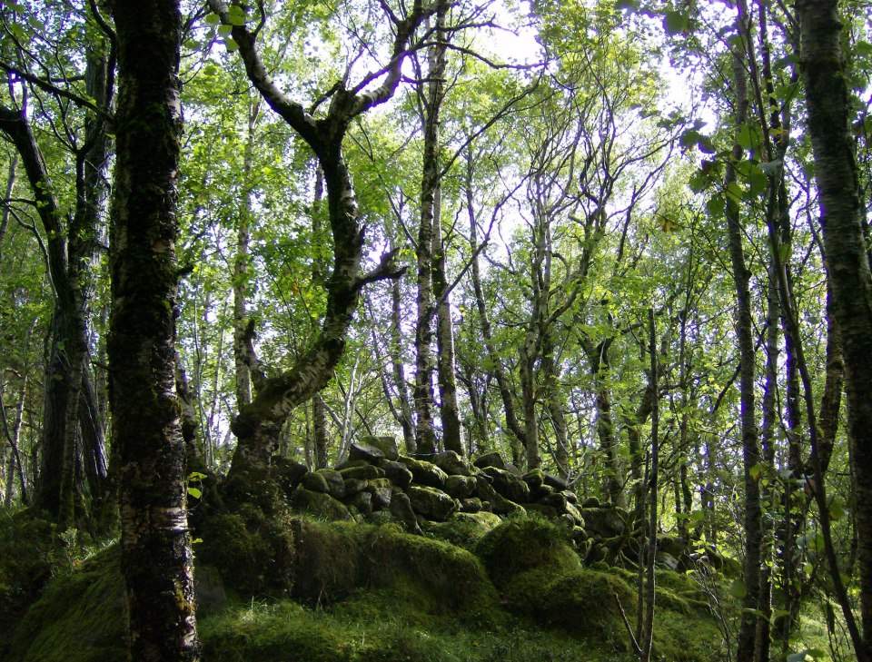 Solve The Spring Forest jigsaw puzzle online with 30 pieces