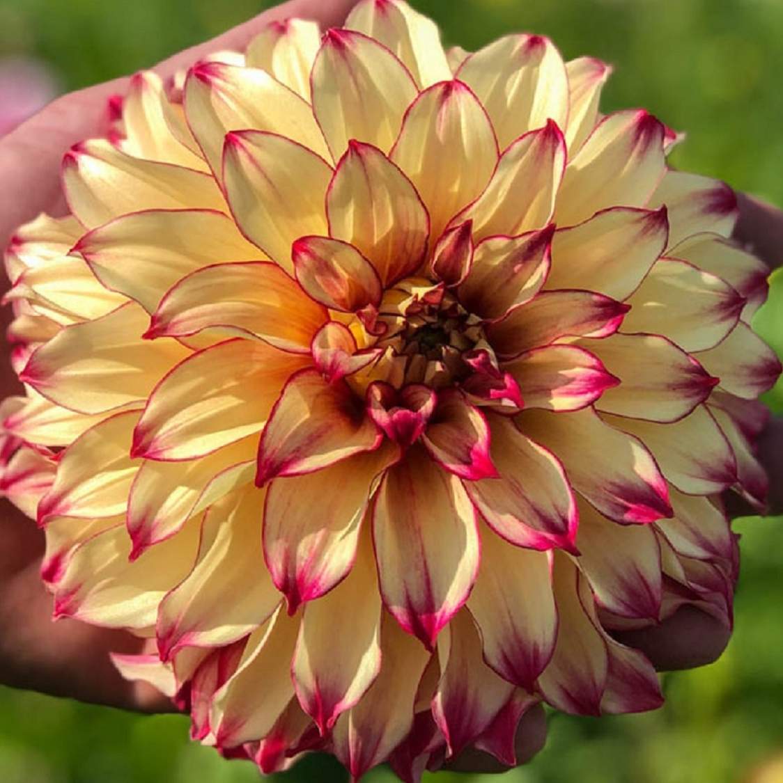 Solve Dahlia Flower jigsaw puzzle online with 64 pieces