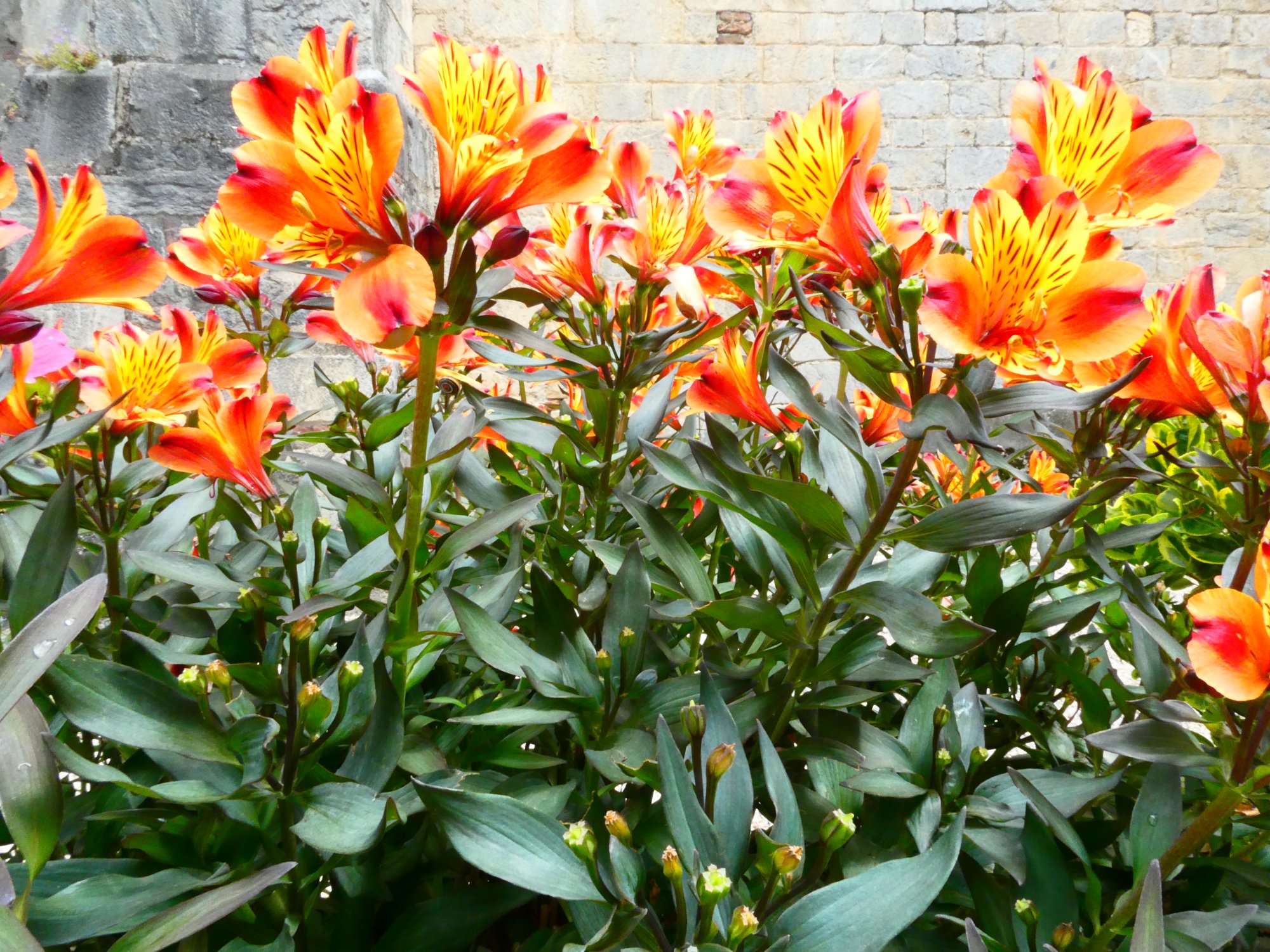 Solve My trip to France May/June 2024. Alstroemeria Aurea in the garden ...