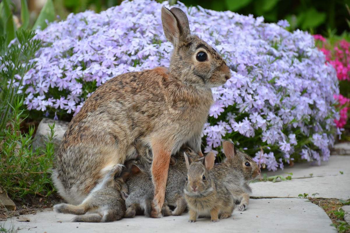 Jigsaw Puzzle | Hare Family | 77 pieces | Jigidi