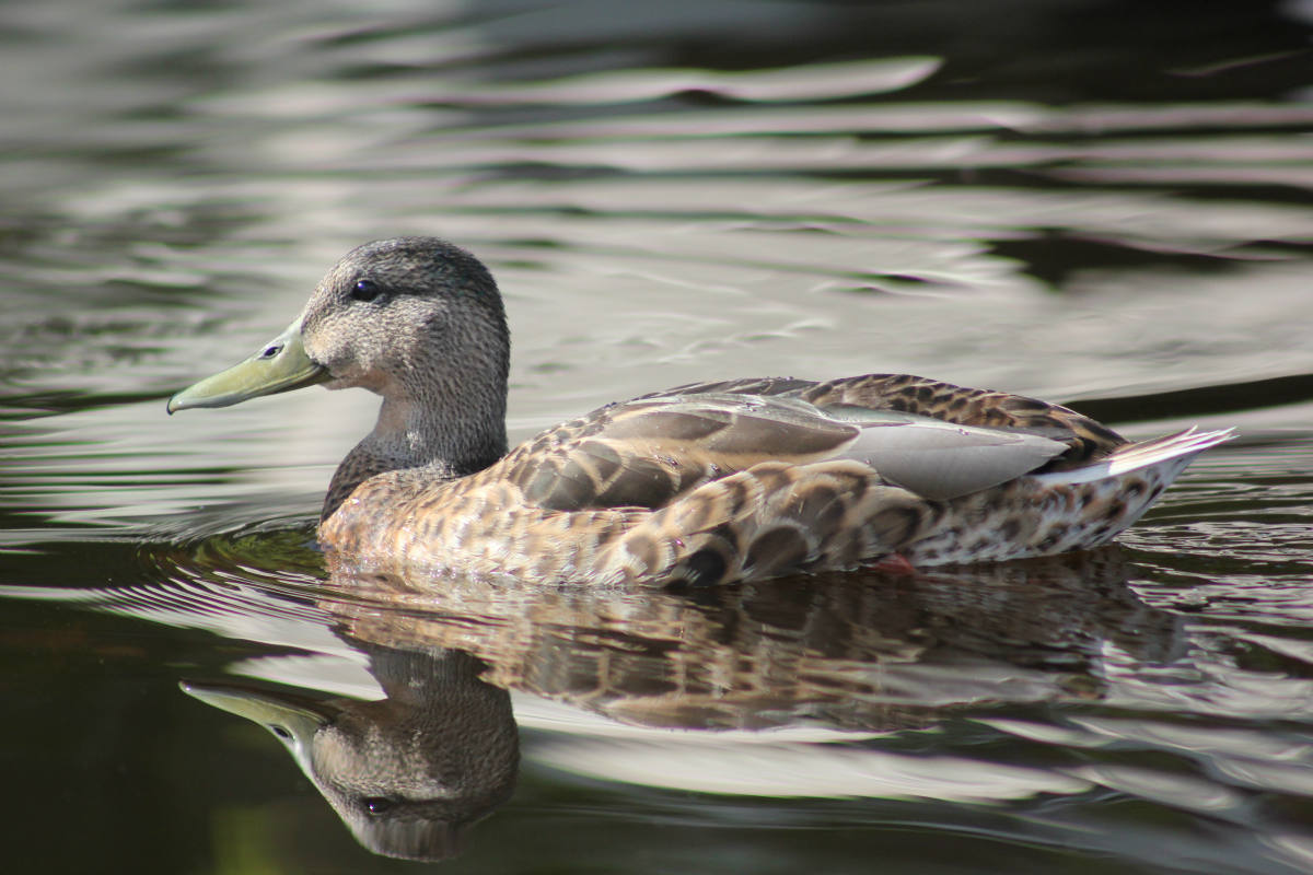 Solve Cass Lake, MN Lady Mallard jigsaw puzzle online with 96 pieces