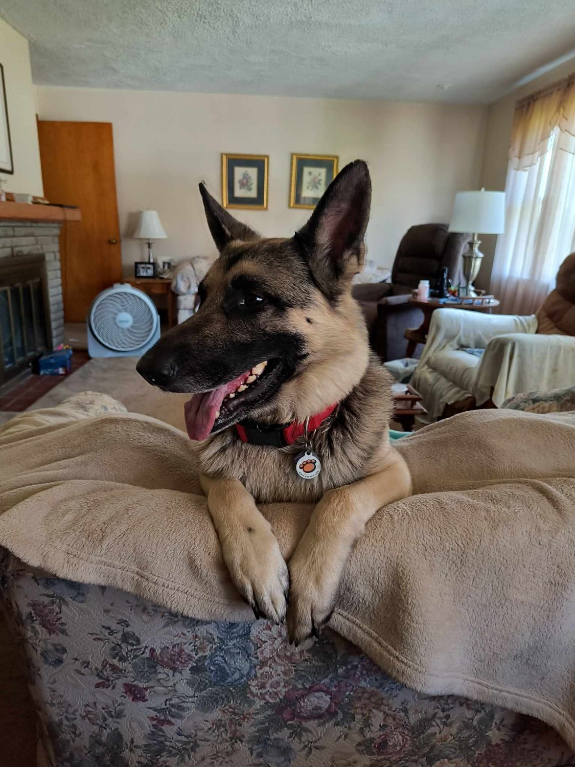 Solve Meet Max jigsaw puzzle online with 99 pieces