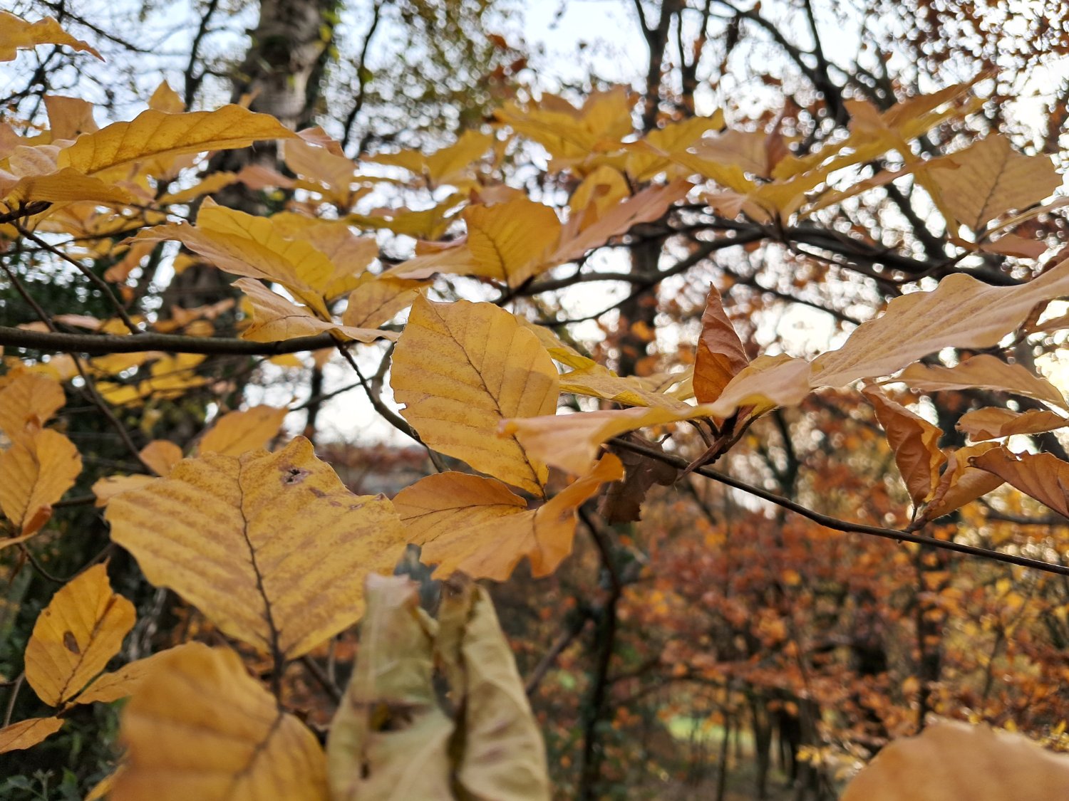 Jigsaw Puzzle | 12 pieces | Autumn 2 | Jigidi