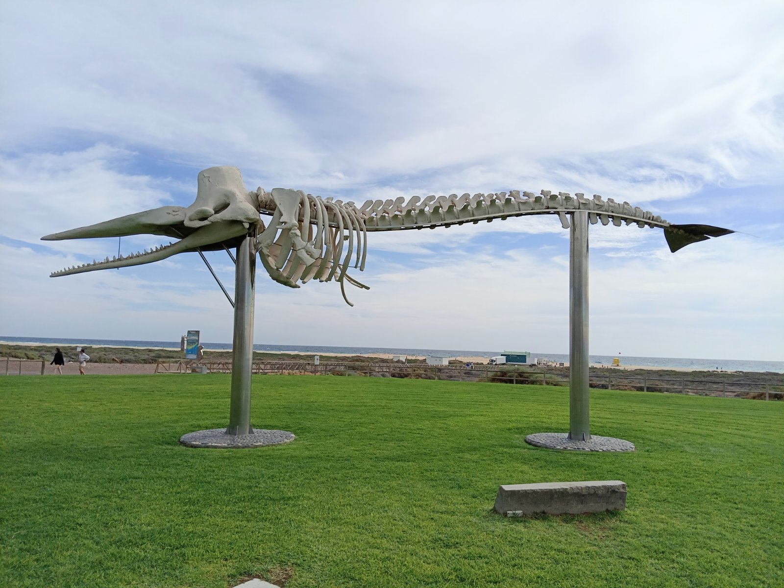 Solve Whale Bones jigsaw puzzle online with 48 pieces