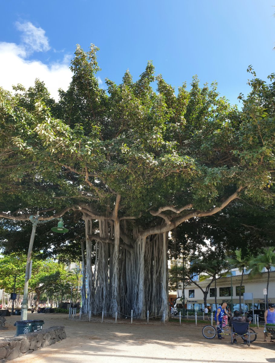 Solve BANYAN TREE jigsaw puzzle online with 30 pieces