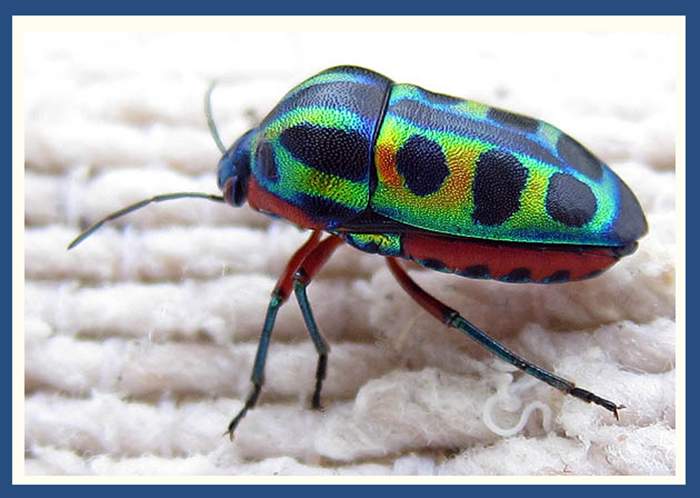 Solve RAINBOW SHIELD BUG – CALIDEA DREGII jigsaw puzzle online with 54 ...