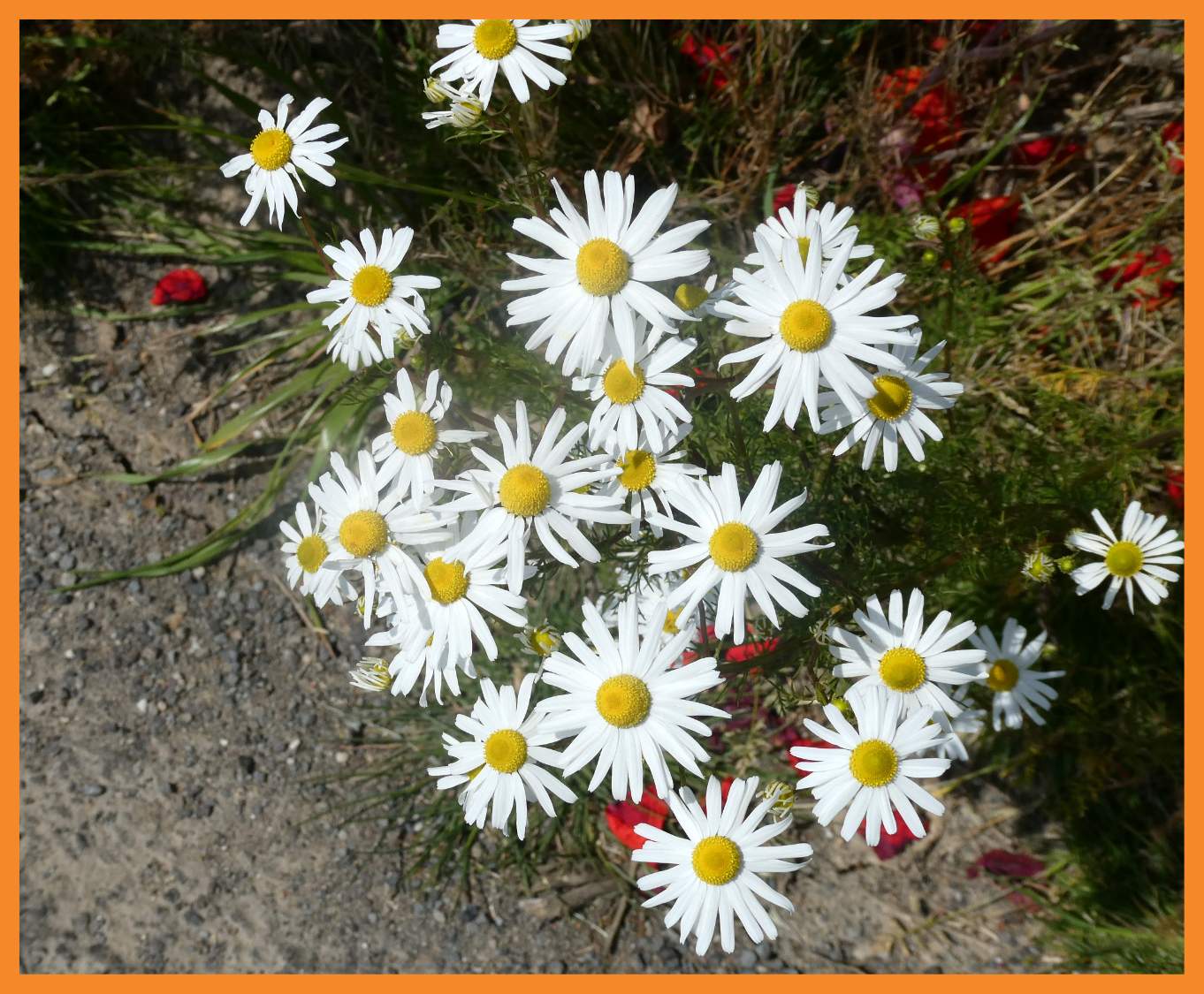 Solve Along the side of the field road. Langs de kant van de veldweg ...