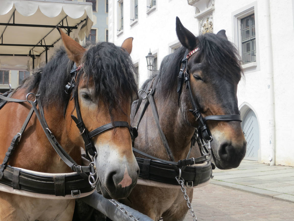 Solve Dynamic Duo jigsaw puzzle online with 108 pieces