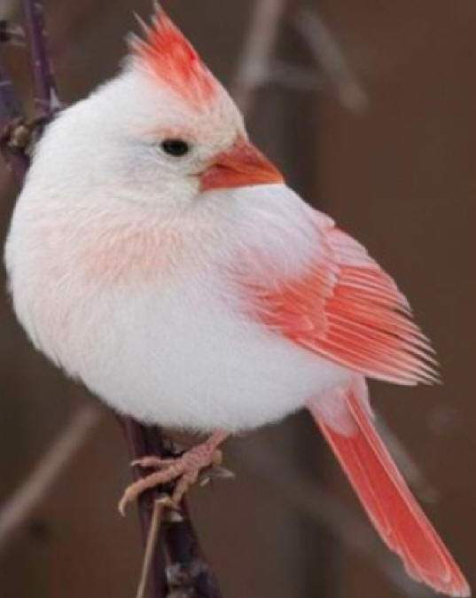 Solve Rare White Cardinal jigsaw puzzle online with 63 pieces