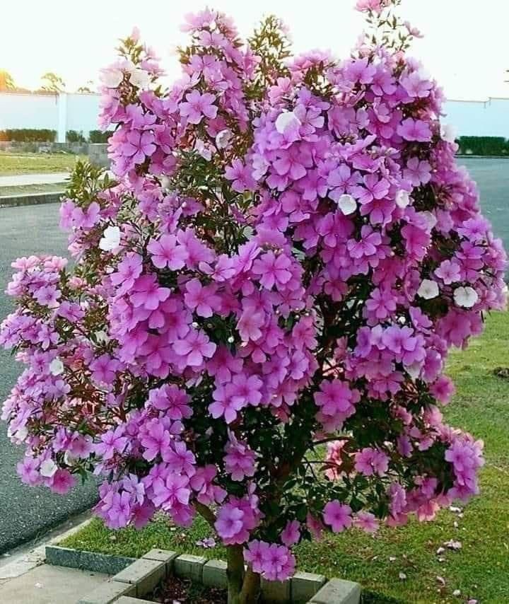 Solve Beautiful bush jigsaw puzzle online with 9 pieces