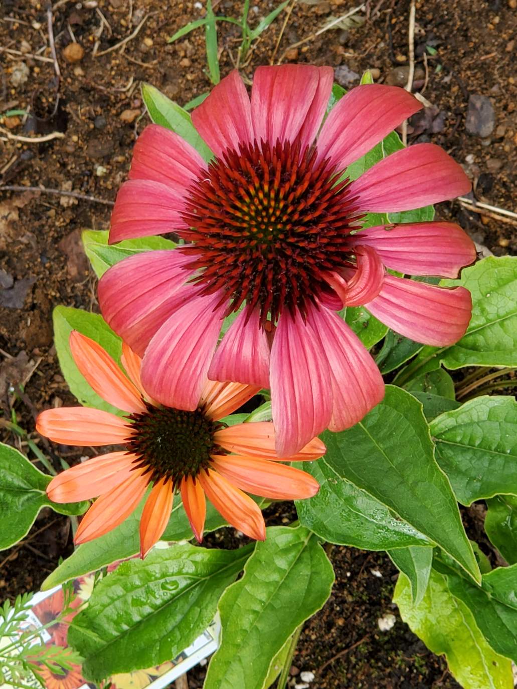 Solve Colorful Cone Flowers jigsaw puzzle online with 88 pieces
