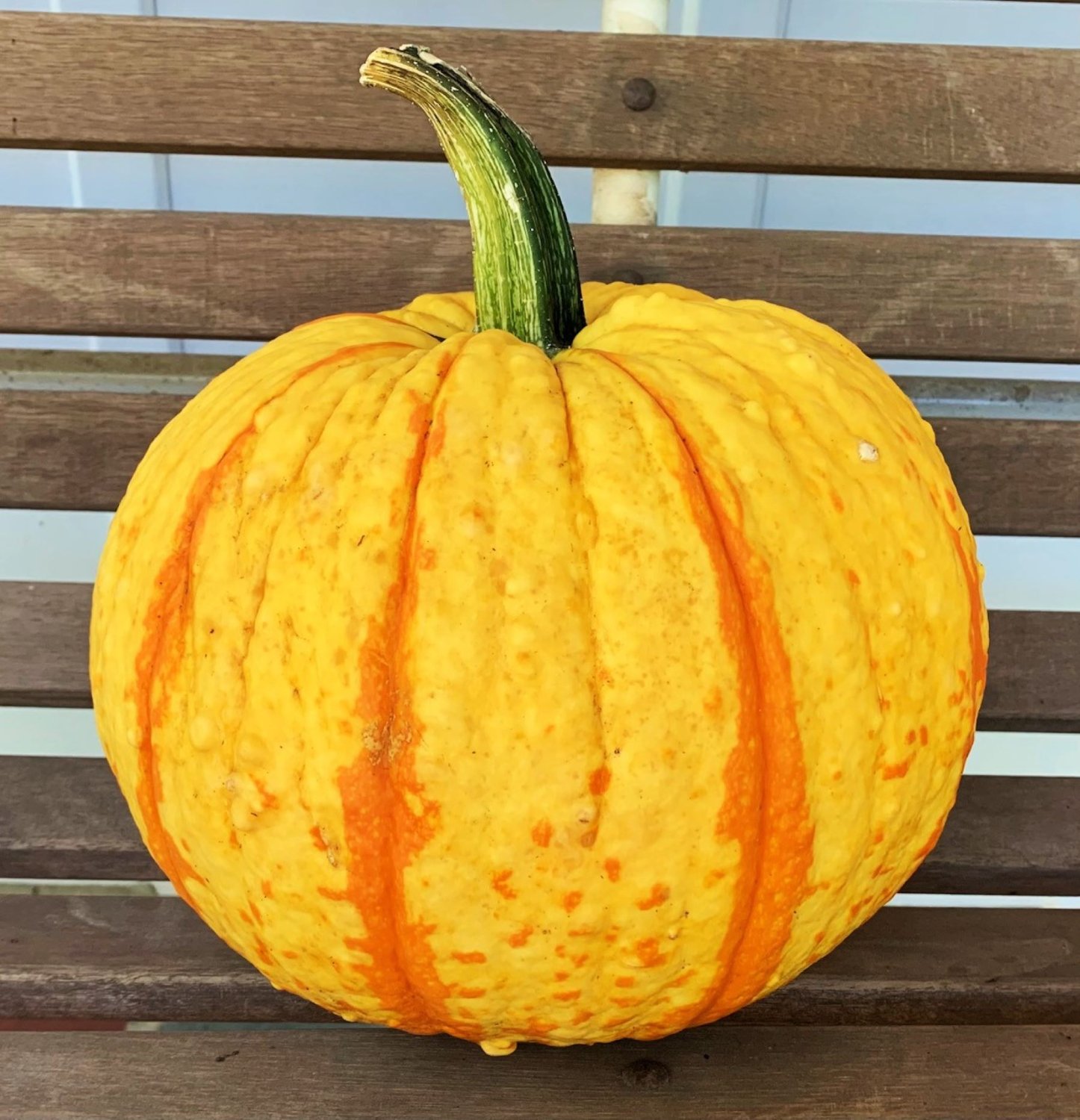 Solve Seasonal Pumpkin jigsaw puzzle online with 380 pieces