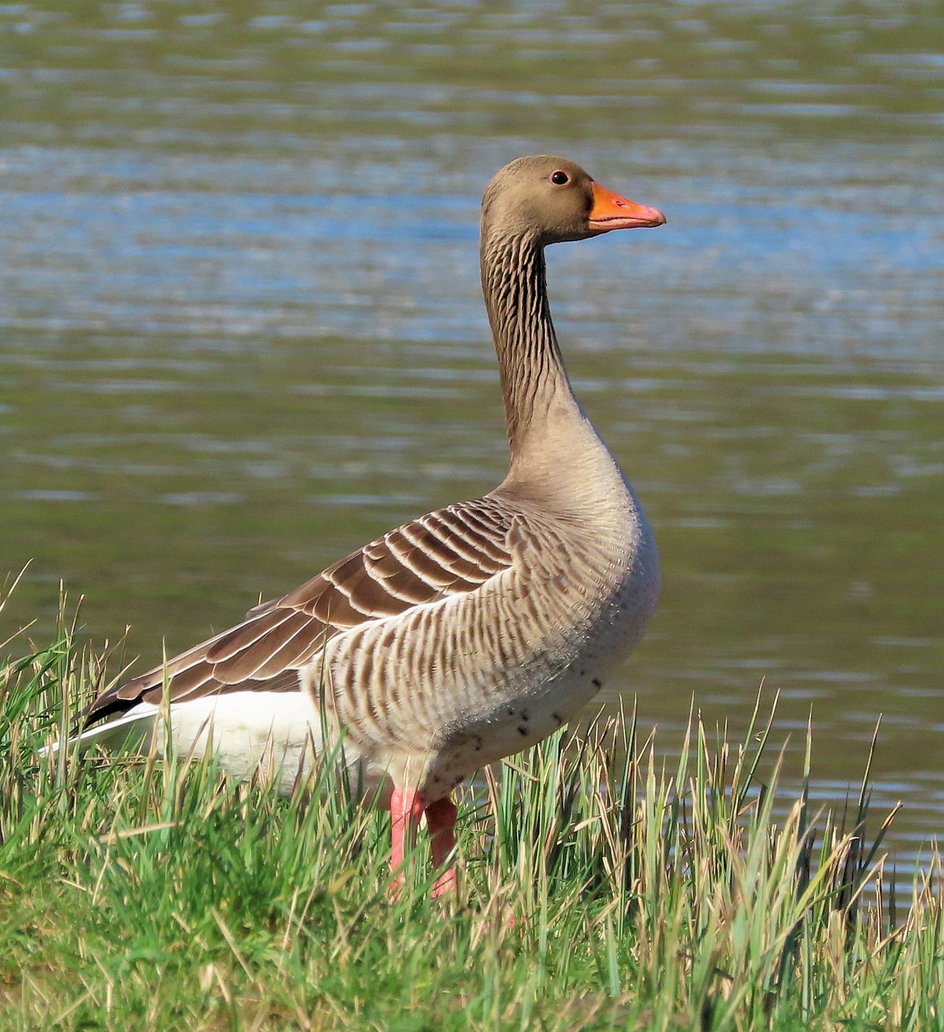 Solve greylag goose (grauwe gans) jigsaw puzzle online with 56 pieces