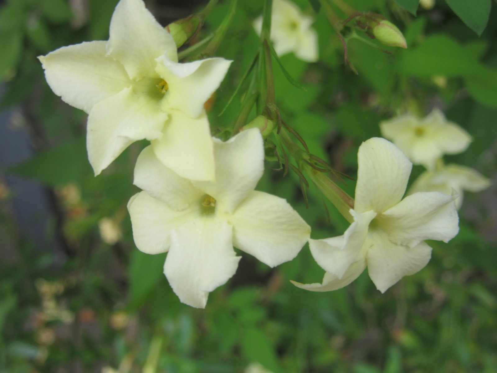 Solve cream jigsaw puzzle online with 48 pieces