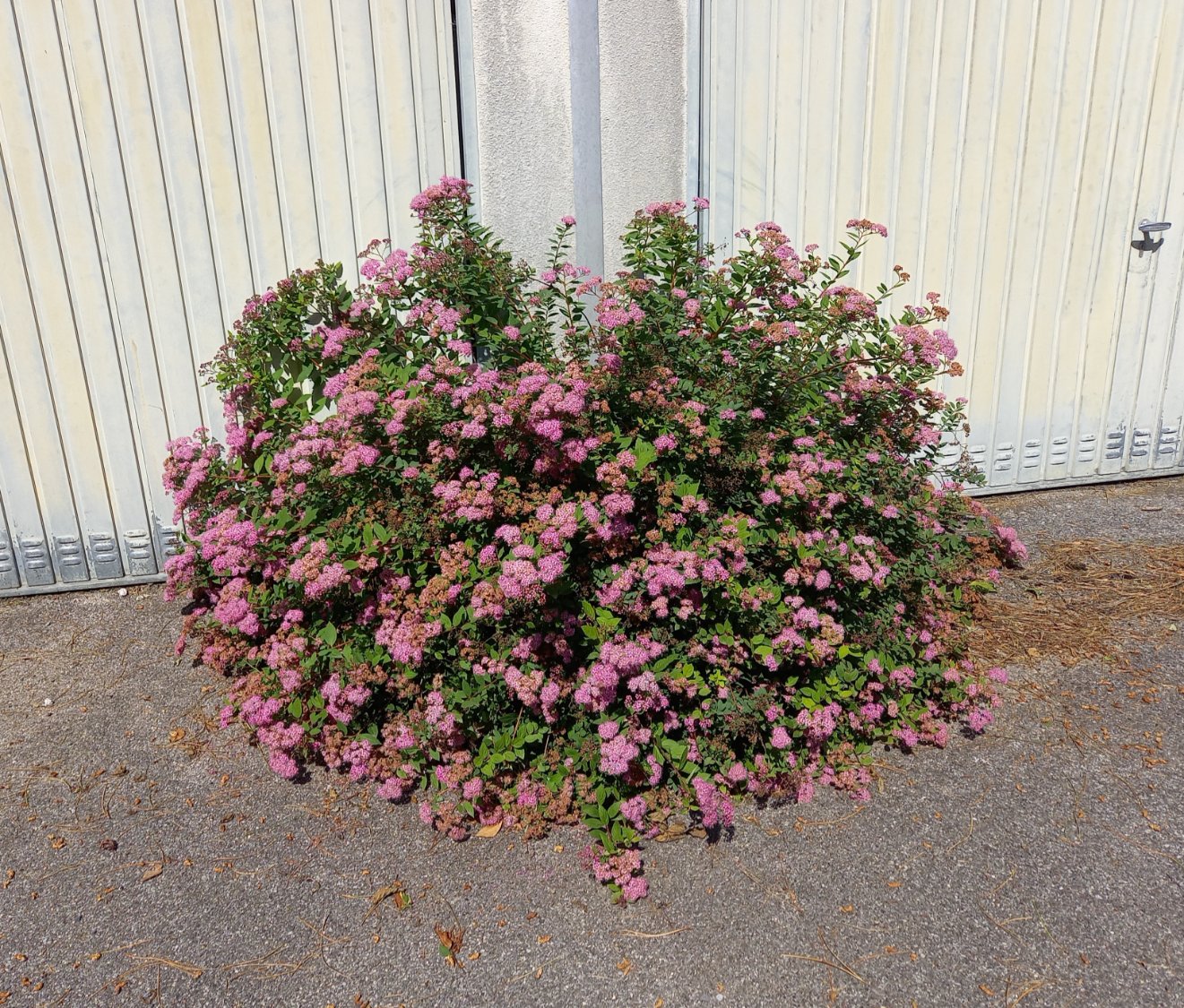 Solve 20240612_103100 jigsaw puzzle online with 30 pieces