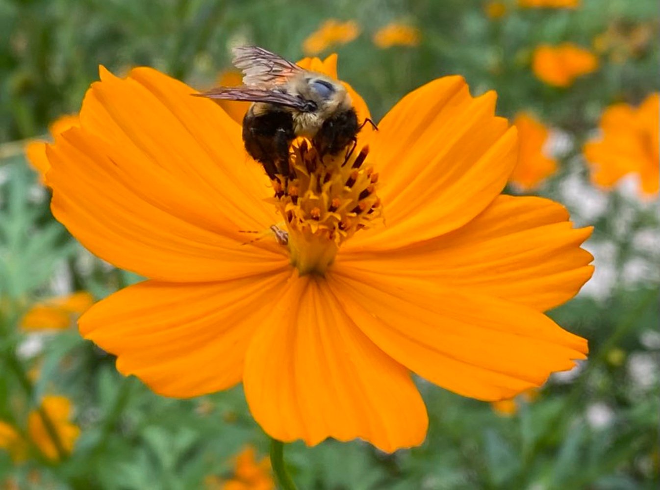 Solve A trilogy of summer bees 2 jigsaw puzzle online with 108 pieces