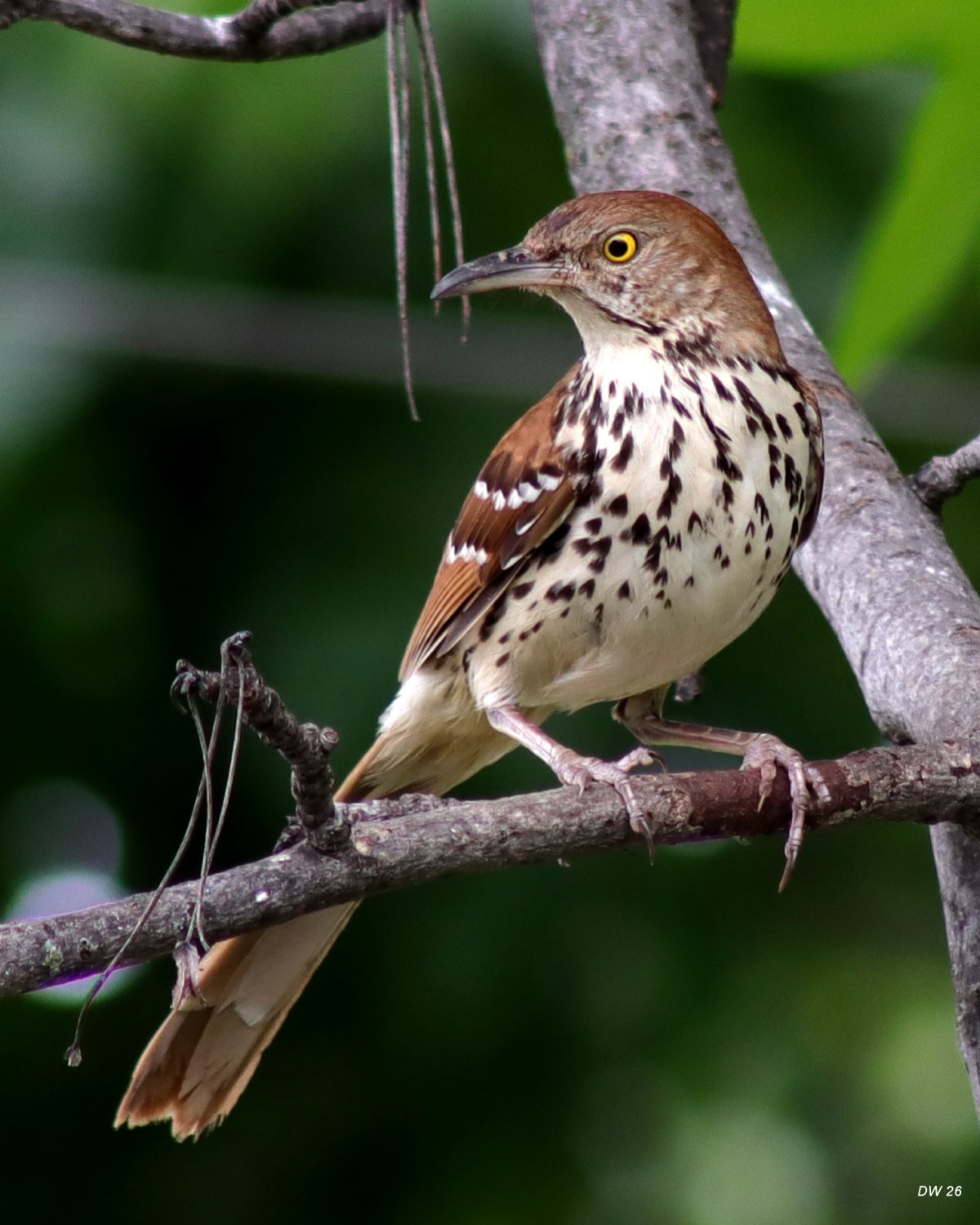 Solve Brown Thrasher jigsaw puzzle online with 154 pieces