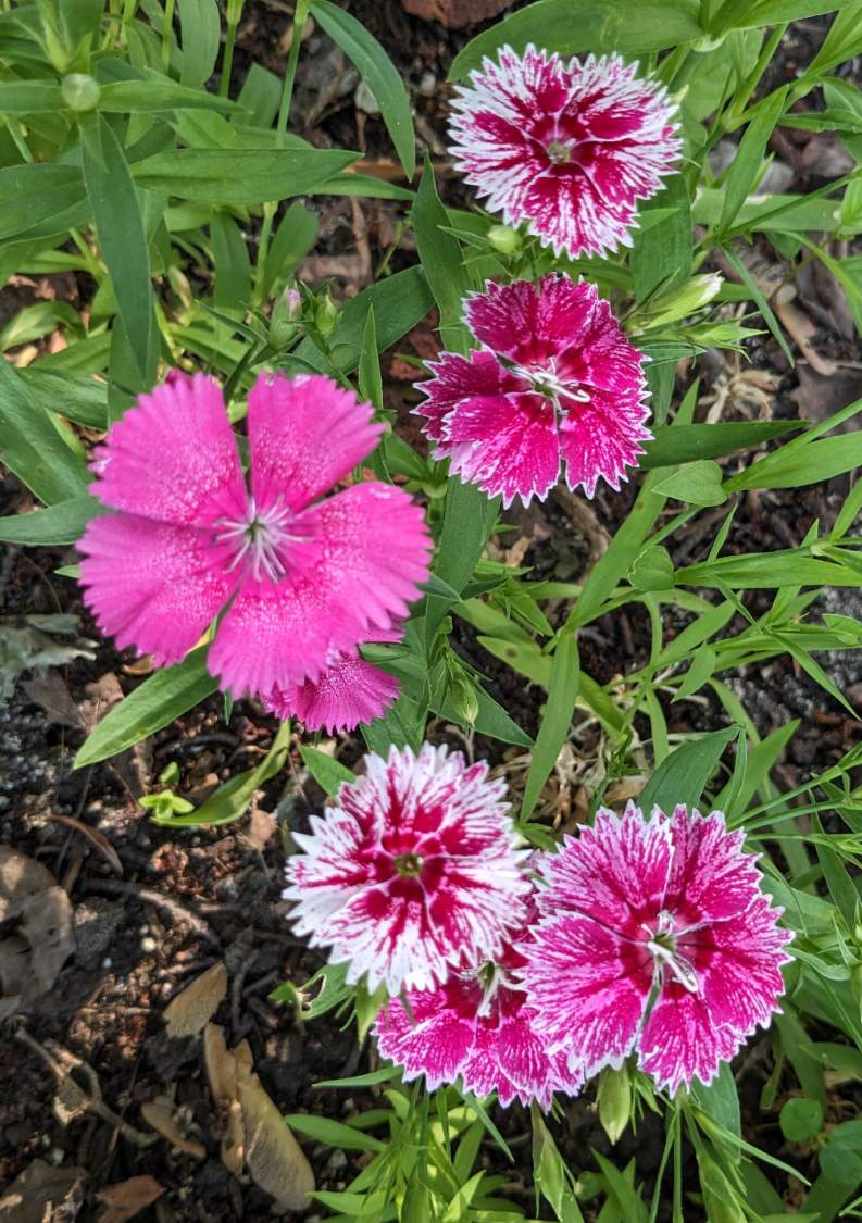 Solve Dianthus in a Variety of Colors jigsaw puzzle online with 54 pieces