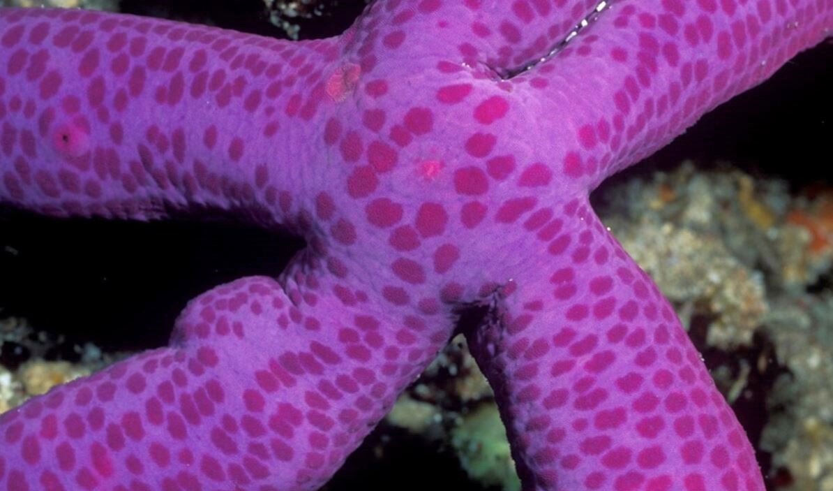 Solve "Starfish" jigsaw puzzle online with 60 pieces