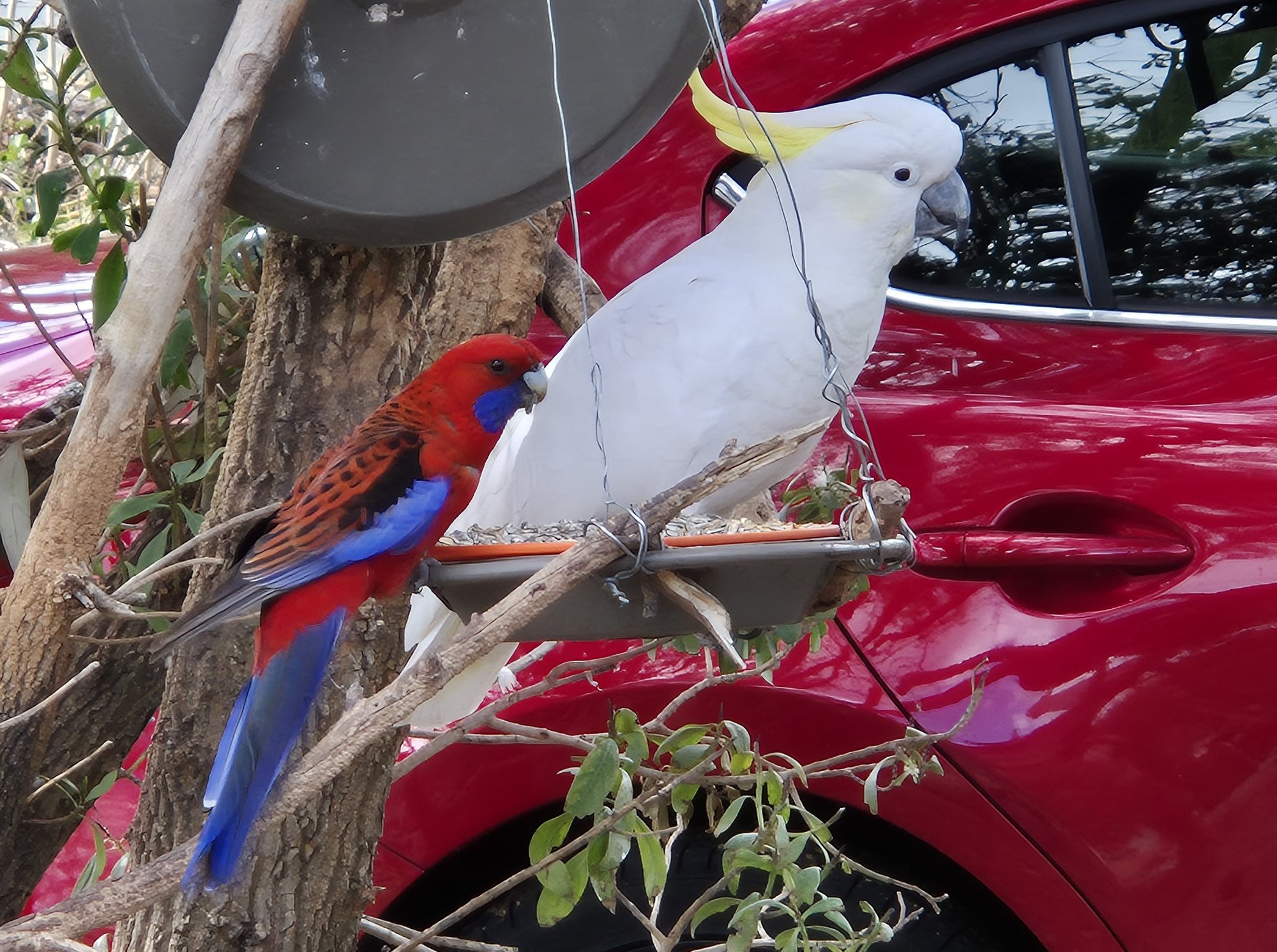 Solve Crimson Rosella & Sulphur Crested Cockatoo jigsaw puzzle online ...